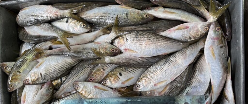 Shad Fish – Hamamatsu Uoichi